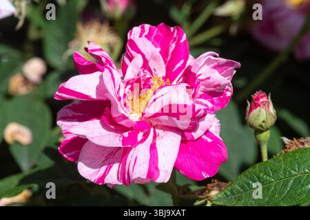 Pink rosa gallica in bloom on a stem seen up close Stock Photo - Alamy
