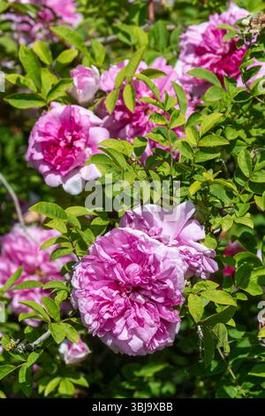 Rose flower (Rosa roxburghii Stock Photo - Alamy
