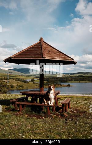 dog under picnic table on a boardwalk Stock Photo - Alamy