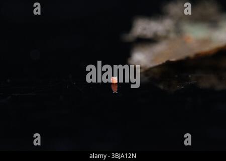 orange springtail pancrustae yuukianura aphoruroides Stock Photo - Alamy