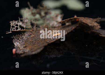 orange springtail pancrustae yuukianura aphoruroides Stock Photo - Alamy