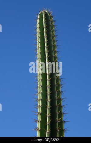 Caatinga landscape with a mandacaru (Cereus jamacaru), common cactus in ...