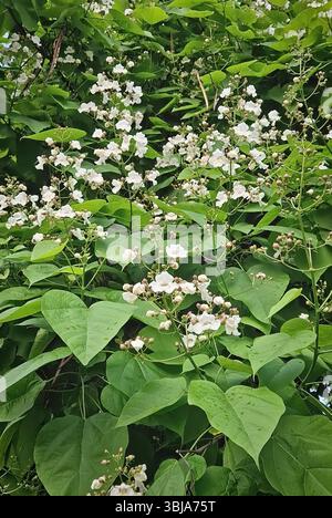 Catalpa tree with leaves, catalpa bignonioides, catalpa speciosa or ...