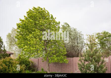 Wooden fence against the strong wind coming down from the top of the ...