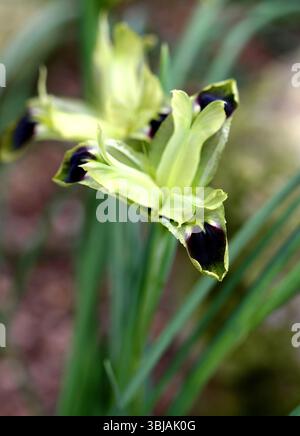 Snake's-head Iris (Iris tuberosa Stock Photo - Alamy