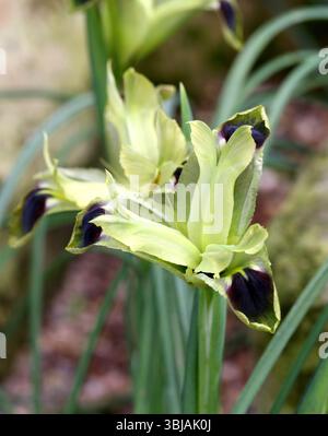Snake's-head Iris (Iris tuberosa Stock Photo - Alamy