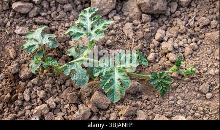 A young watermelon bush grows in the garden on the ground Stock Photo ...