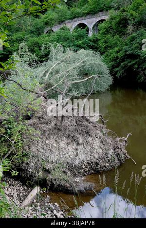 Fallen Willow tree blocking the River Severn Stock Photo - Alamy