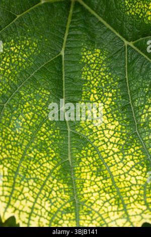 A grapevine leaf with Magnesium deficiency on the blurred background ...