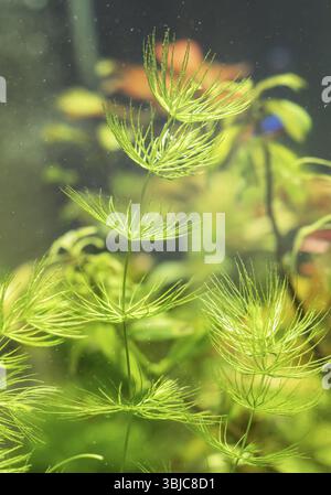 Close up of the aquatic plant Ceratophyllum coontails, hornworts ...