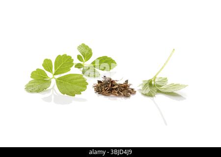 Gynostemma pentaphyllum. Medical herb jiaogulan isolated on white ...