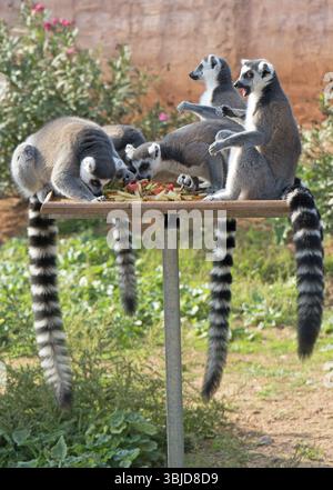 Ring-tailed lemurs having lunch in the national park Stock Photo - Alamy
