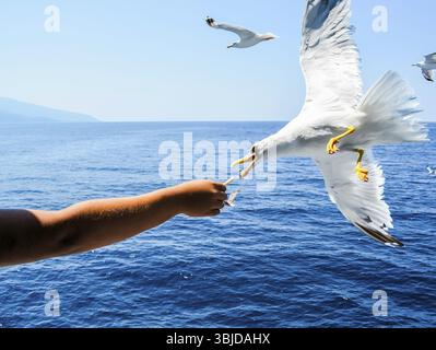 Feeding seagulls from the hands Stock Photo - Alamy