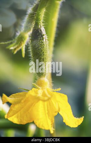 Inside of greenhouse with young cucumbers Stock Photo - Alamy