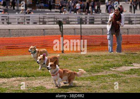 Vancouver, Canada. 14th June, 2025. People and their corgis get ready ...