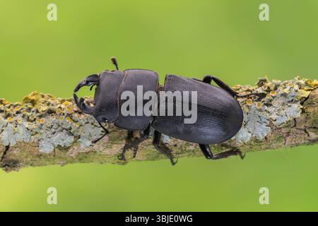 Lesser Stag Beetle, Colby, Norfolk, United Kingdom, 11 June 2025 Stock ...