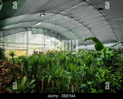 Green plants grow in organized rows in a garden. The sunlight shines on ...