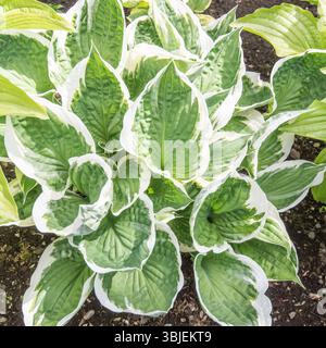 Hostas have benefited from a dry Spring in the UK in 2025 with very ...