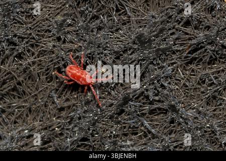 A Clover Mite, Bryobia praetiosa in Ambleside, Lake District, UK Stock ...