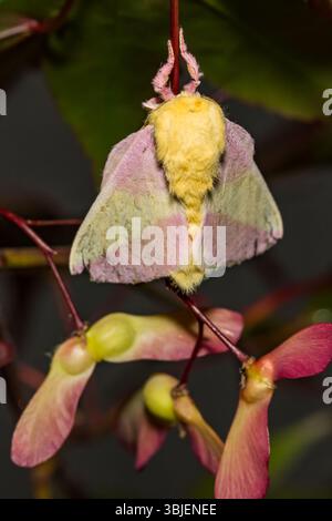 Dryocampa rubicunda the pink and yellow rosy maple moth on white ...