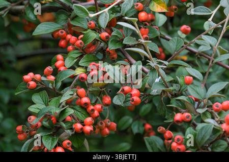 Cotoneaster franchetii, Franchet's cotoneaster, glossy grey-green ...