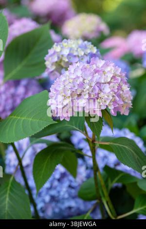 Hydrangea Macrophylla ‘Endless summer bailmer’ flowers Stock Photo - Alamy