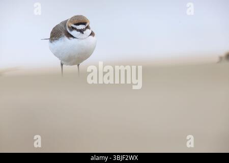 Discover the delicate beauty of the Kentish plover (Charadrius ...