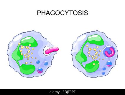 Neutrophils structure. Blood cell neutrophils. White blood cells ...