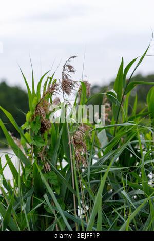 Green plants with tall leaves at waterside of Mekong river or delta in ...