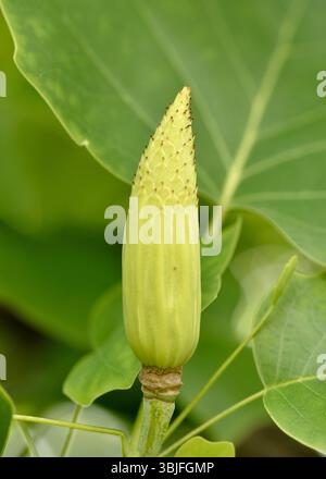 Tulip Tree (Seed Pod), Liriodendron tulipifera, Magnoliaceae, North ...