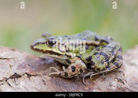 Water frog, Pelophylax spec., green frog, frogs, family of true frogs ...