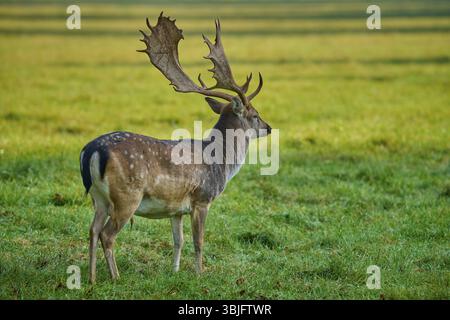 Fallow deer (Dama dama), meadow, sideways, standing Stock Photo - Alamy