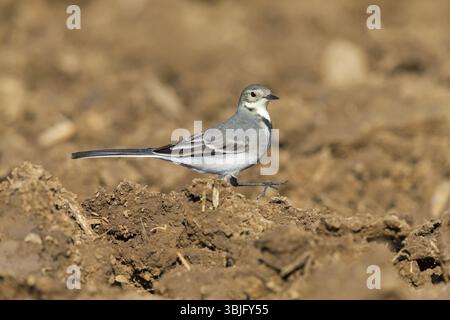 White wagtail, (Motacilla alba), BTiere, birds, family of wagtails and ...