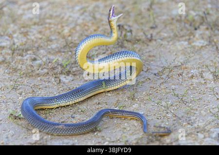 Balkan jumping snake, (Dolichophis caspius), Hierophis caspius, Caspian ...