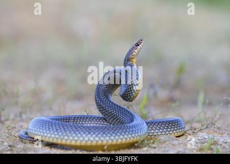 Balkan jumping snake, (Dolichophis caspius), Hierophis caspius, Caspian ...