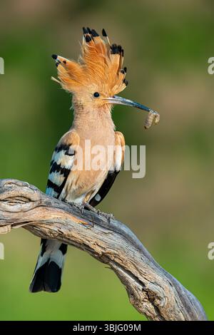 Great bustard (Otis tarda) with a worm in its beak. Spain Stock Photo ...