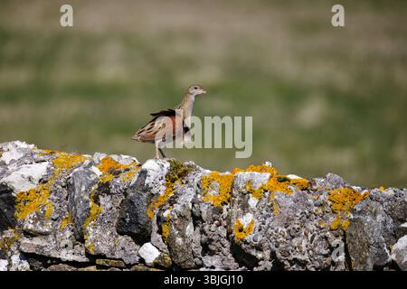 A rare Corncrake (Crex crex) perched on a traditional dry stone wall in ...