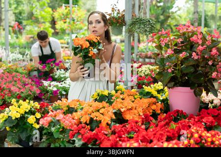 Woman chooses and buys flowers begonia hiemalis in flower shop Stock ...