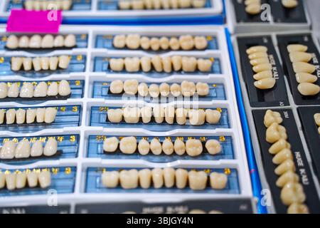A row with different types of teeth. Dental exhibition Stock Photo - Alamy