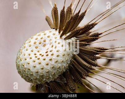 Dandelion with white fluff of mature seeds Stock Photo - Alamy