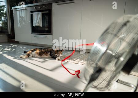 Overheated cat lying on the floor, escapes from heat with help of fan ...