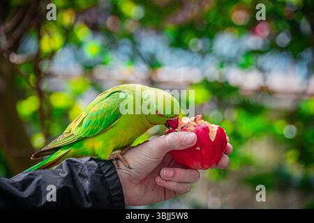 A green parakeet being hand-fed Stock Photo - Alamy