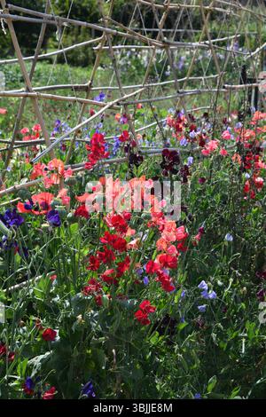 Sweet pea frame Stock Photo - Alamy