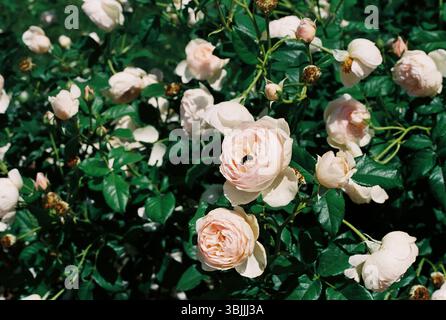 A bee pollinating a beautiful pink rose in full bloom rowing int he ...
