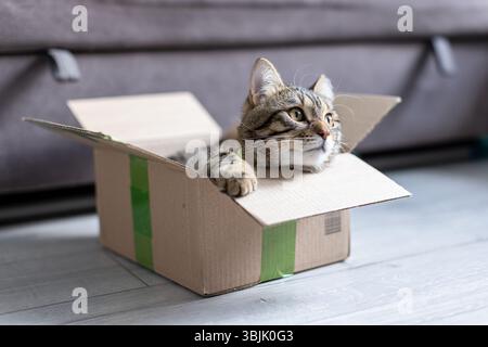 Adorable gray cat inside cardboard box close up Stock Photo - Alamy