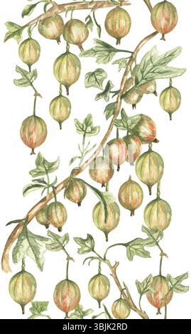 Gooseberry healthy food. Watercolor background illustration set ...