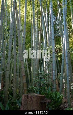 Hokokuji Temple, also known as "Bamboo Temple,” Kamakura, Japan Stock ...