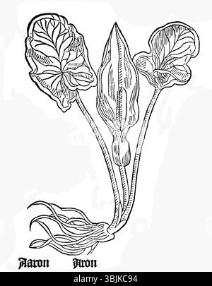 A detailed botanical drawing from the 1485 work 'Gart' showing the ...