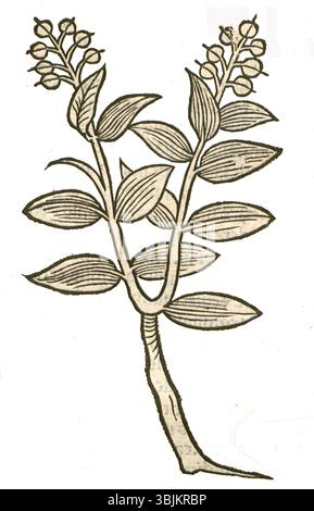 Illustration of Hedera helix (common ivy) from the 1532 botanical work ...