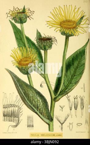 Inula helenium L., commonly known as elecampane, is a perennial plant ...